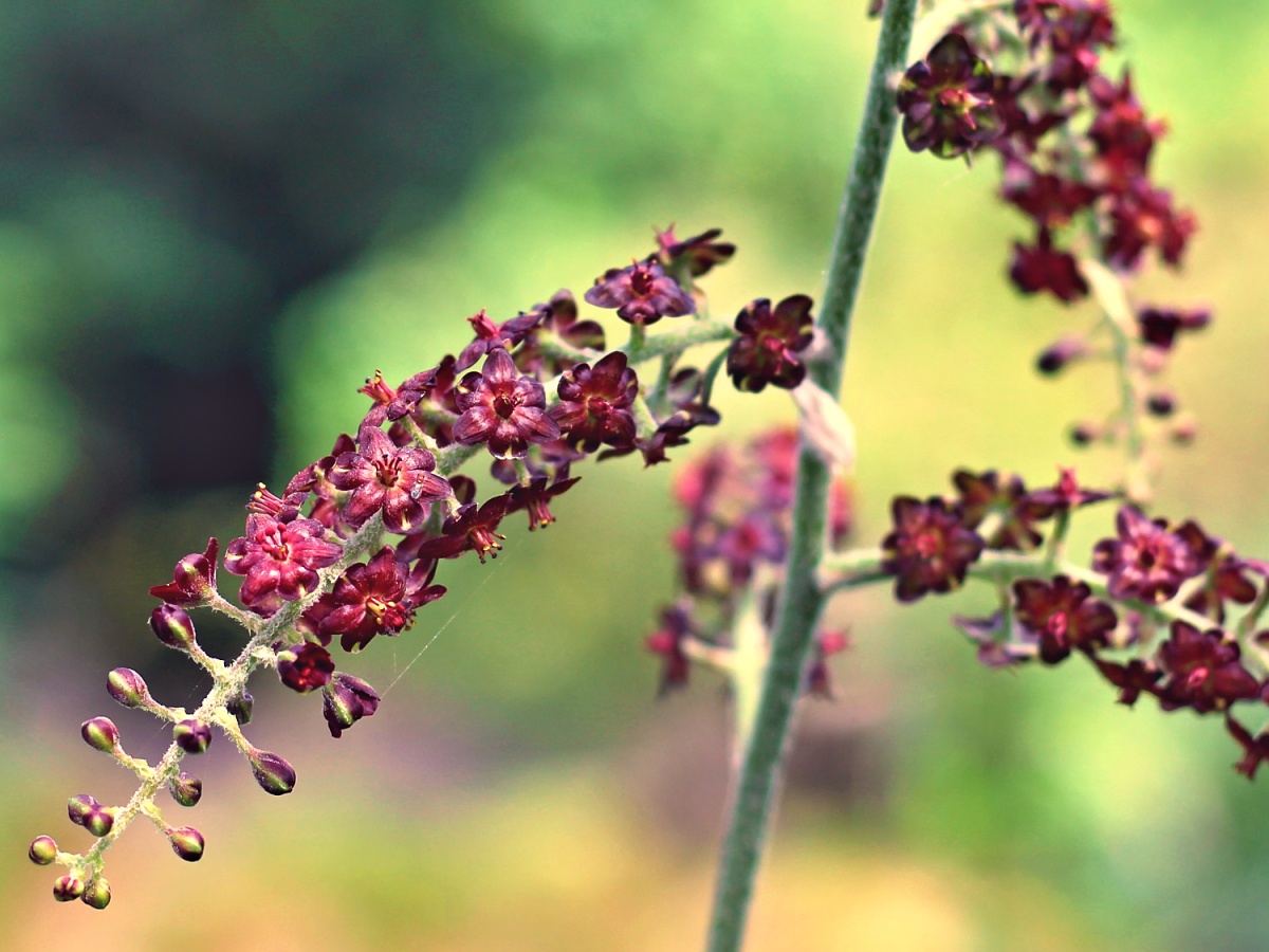 The rare Veratrum nigrum bloomed in the Botanical Garden of the Faculty ...