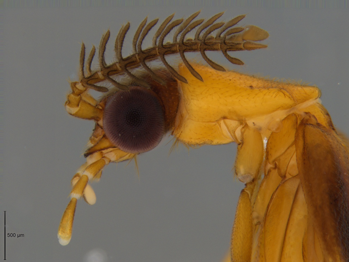 DNA helps to decipher how unique Middle East beetles are related ...