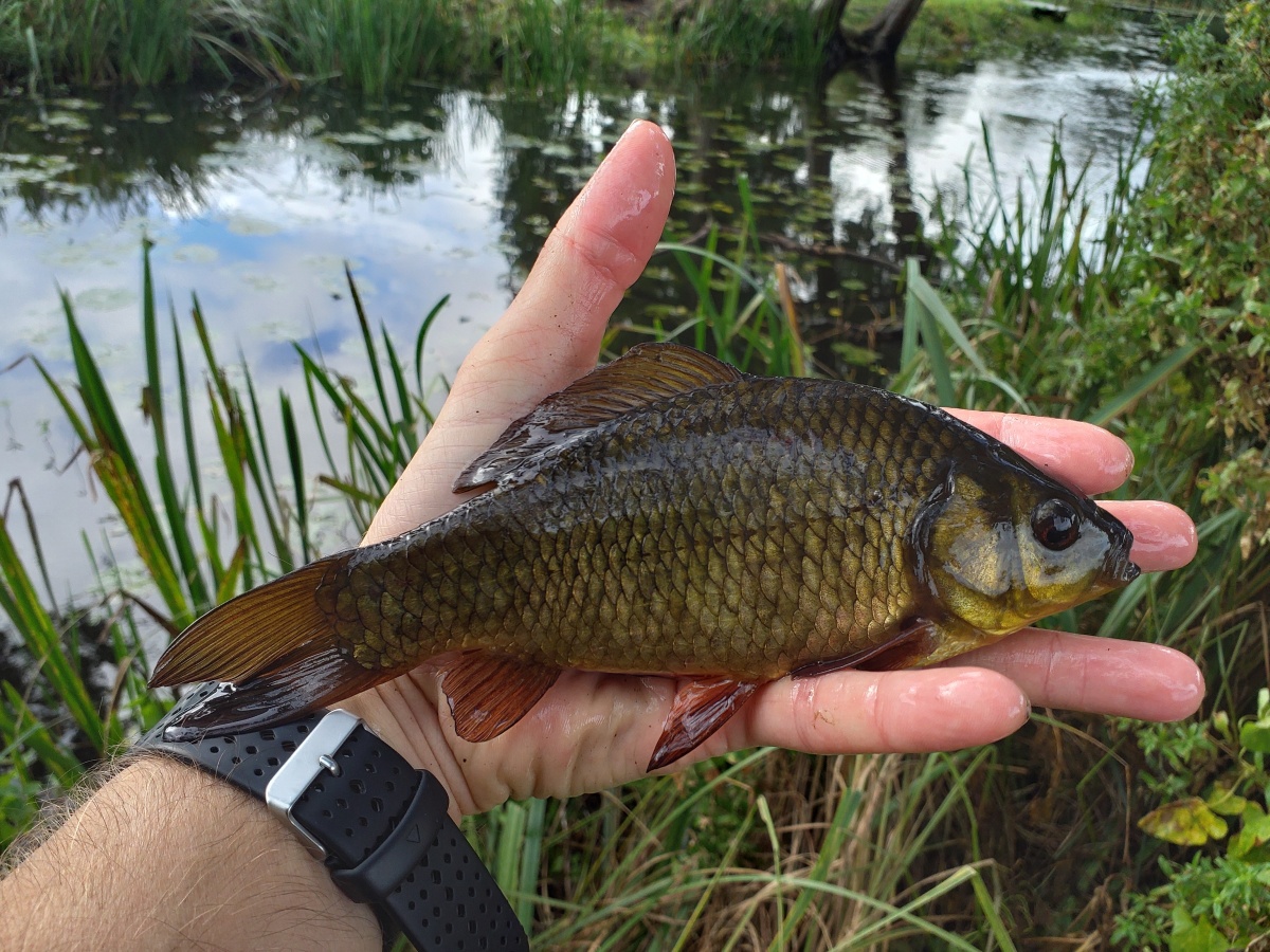 Přírodovědci se snaží zachránit kriticky ohroženého karase obecného ...