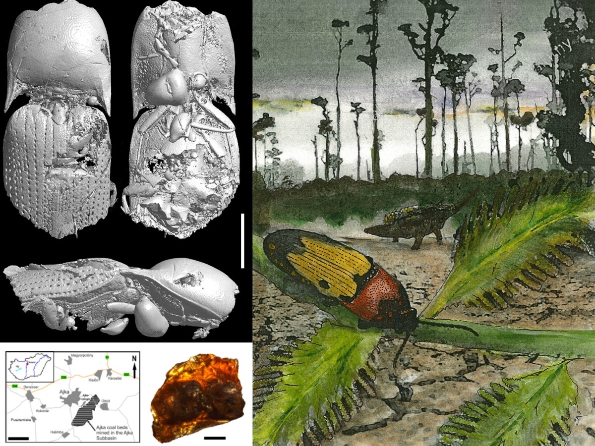 Rare discovery of unique beetle preserved in dinosaur era Hungarian ...