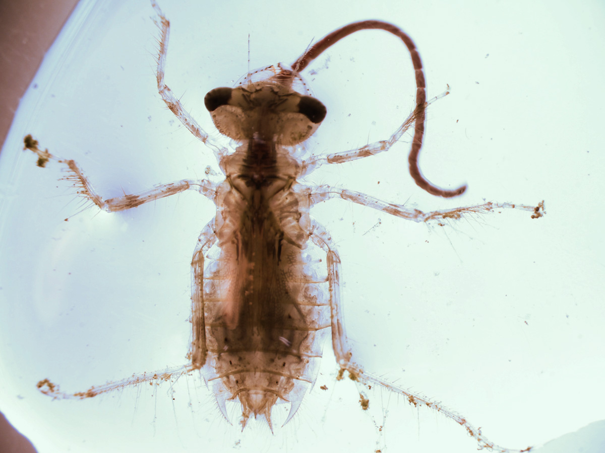 Even trace amounts of pesticides can disrupt the microbiome of aquatic ...