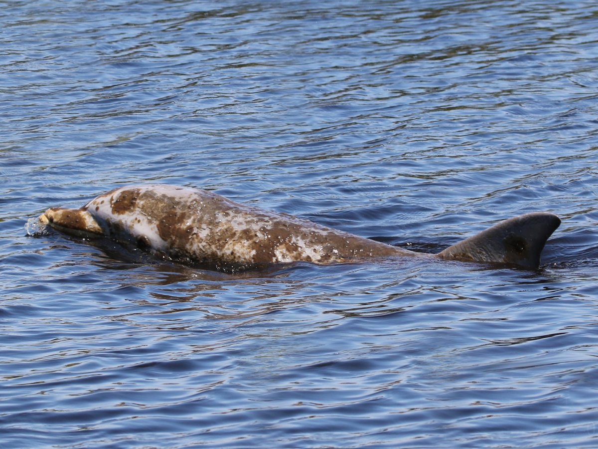 New strain of cyanobacteria discovered on the skin of dolphins: Faculty ...