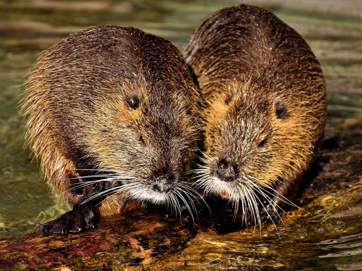 Emil Tkadlec: Nutrie se stala trvalou součástí našich mokřadů: Žurnál ...