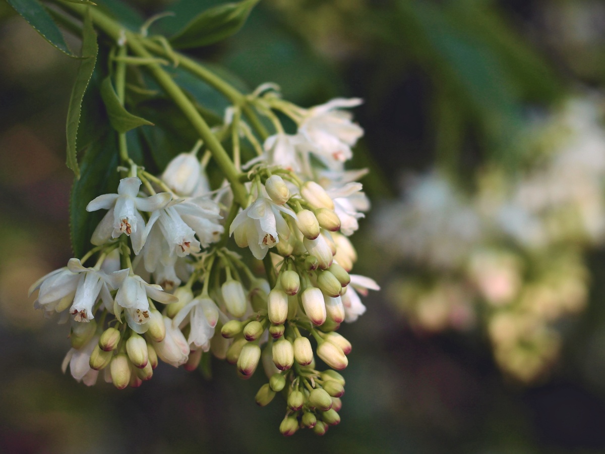 Botanická zahrada přírodovědecké fakulty je opět přístupná veřejnosti ...