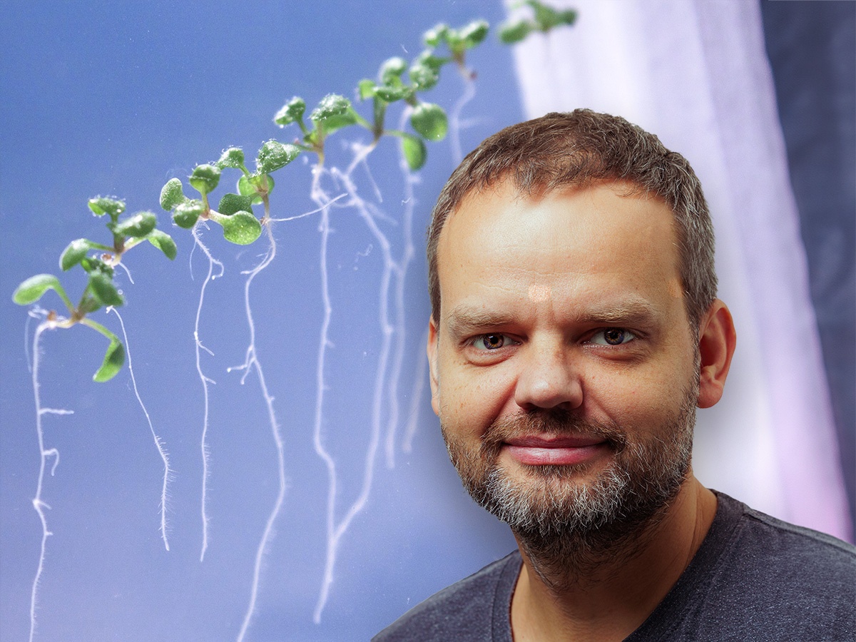 Scientists clarified key step in transport of important plant hormones: Žurnál - News & Events
