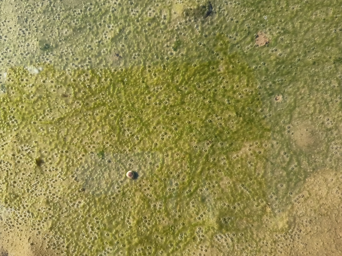 Centrum výpočetní techniky: Botanici popsali vznik druhů sinic, které ...