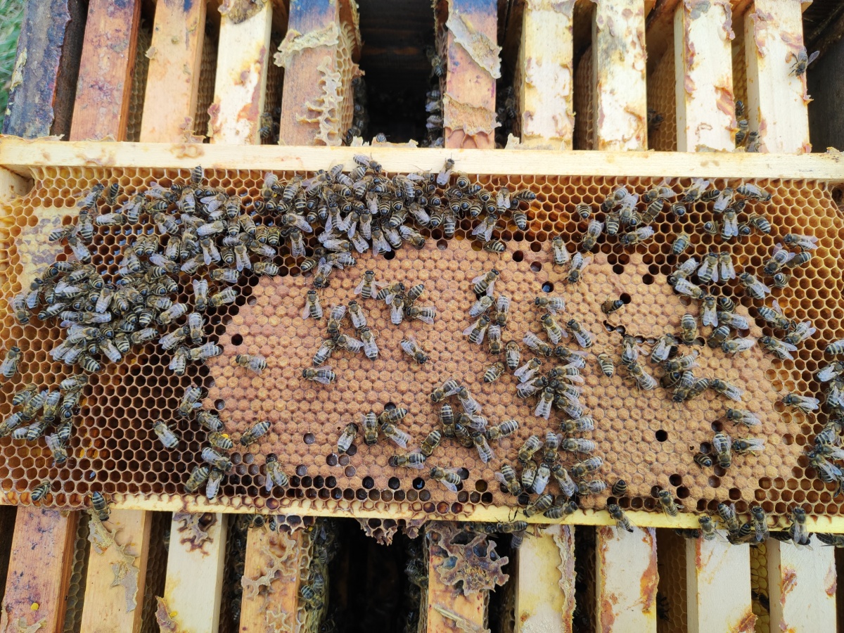 Letošní zimu v Česku přežilo víc včelstev než v předešlých letech ...